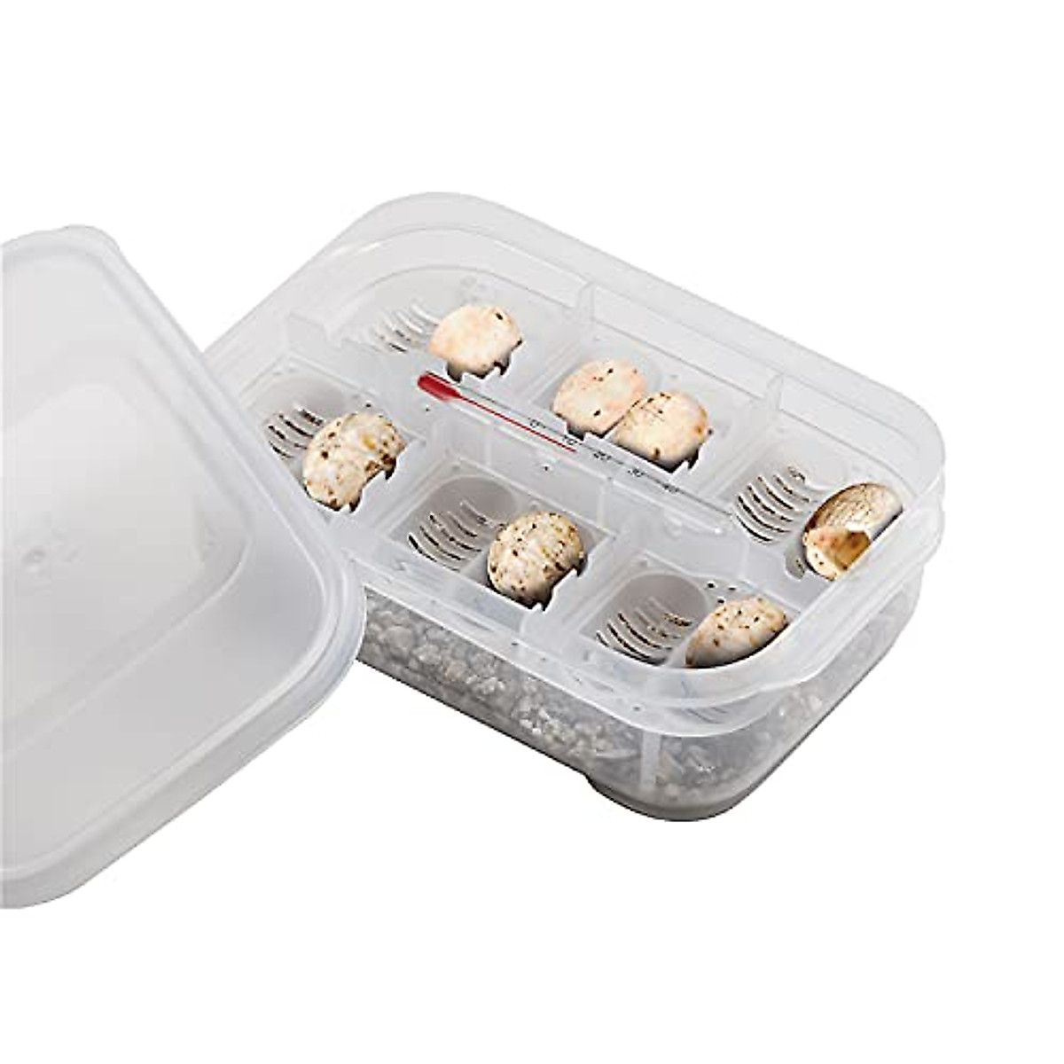 Exo Terra Incubation Box for Reptile and Amphibian Terrariums