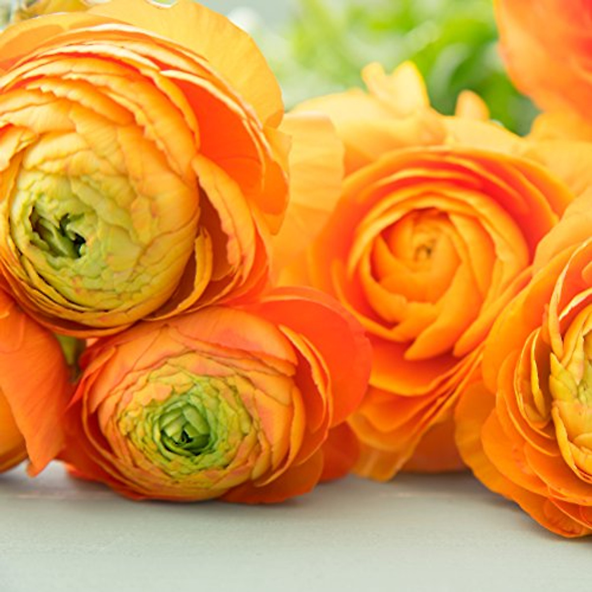 Ranunculus asiaticus Tecolote 'Gold' Persian Buttercup Flower Bulbs (10 Pack) - Orange & Yellow Blooms, Professionally Grown for Gardening & Planting from Easy to Grow