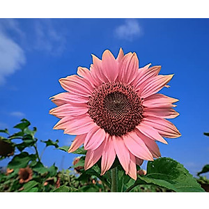 100pcs Pink Sunflower Seeds for Planting, Heirloom and Non-GMO Seeds, Easy to Plant and Grow, Outdoor Garden and Bonsai Plants