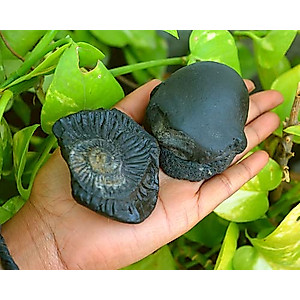 Shiva Lingam Shop 2.75"X2"inch Shaligram, Religious Gifts, Sudarshan Saligram Stone,Natural Shaligram Fossilized Shell, Iconic Symbol of The God Vishnu -I-6027