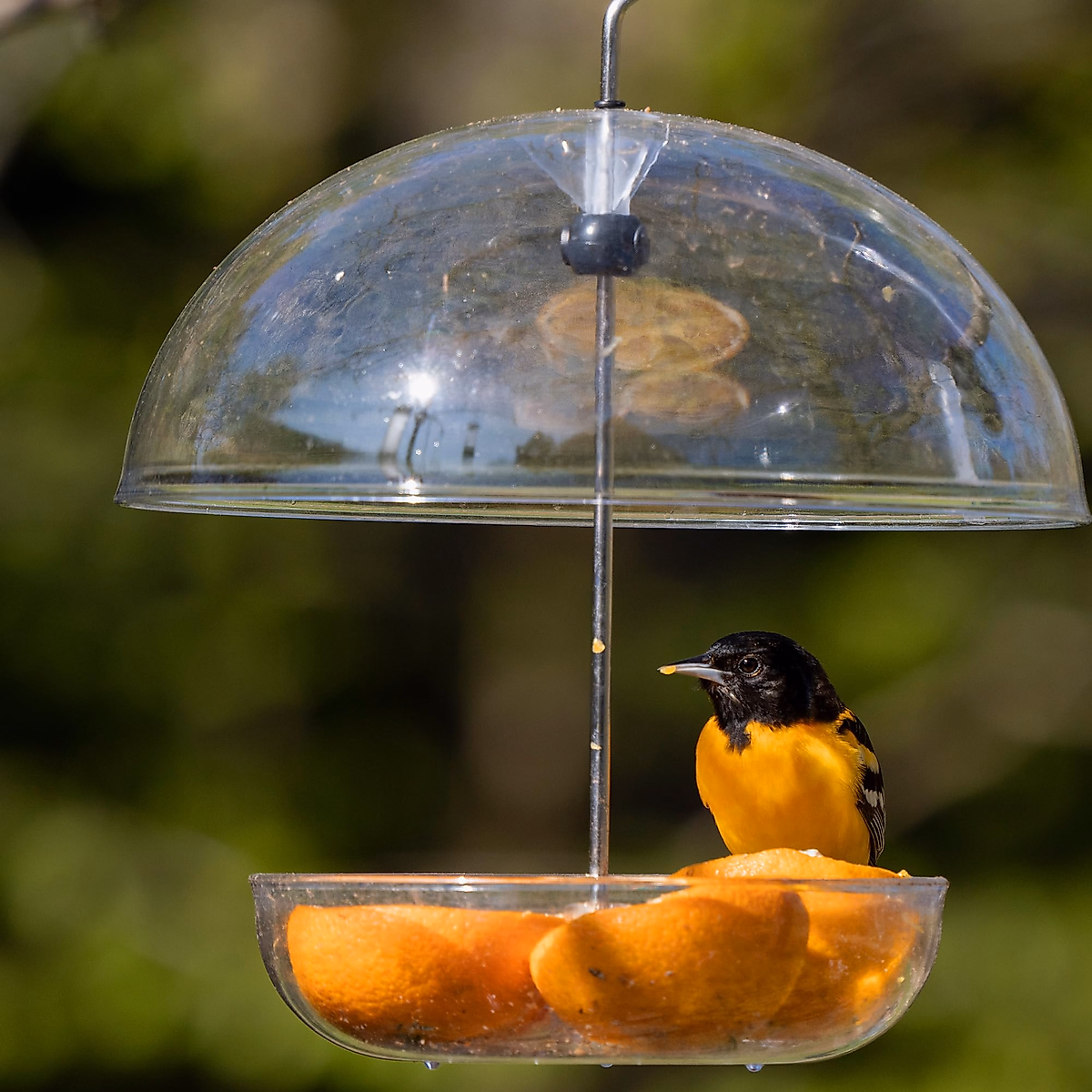 Bluebird Feeder - Jacobi Jayne® Pearl Feeder Dome Bird Feeder for Small Birds - Bluebird Feeder for Mealworms - Platform Bird Feeder Dome Cover - Covered Mealworm Feeder attracts Blue Birds