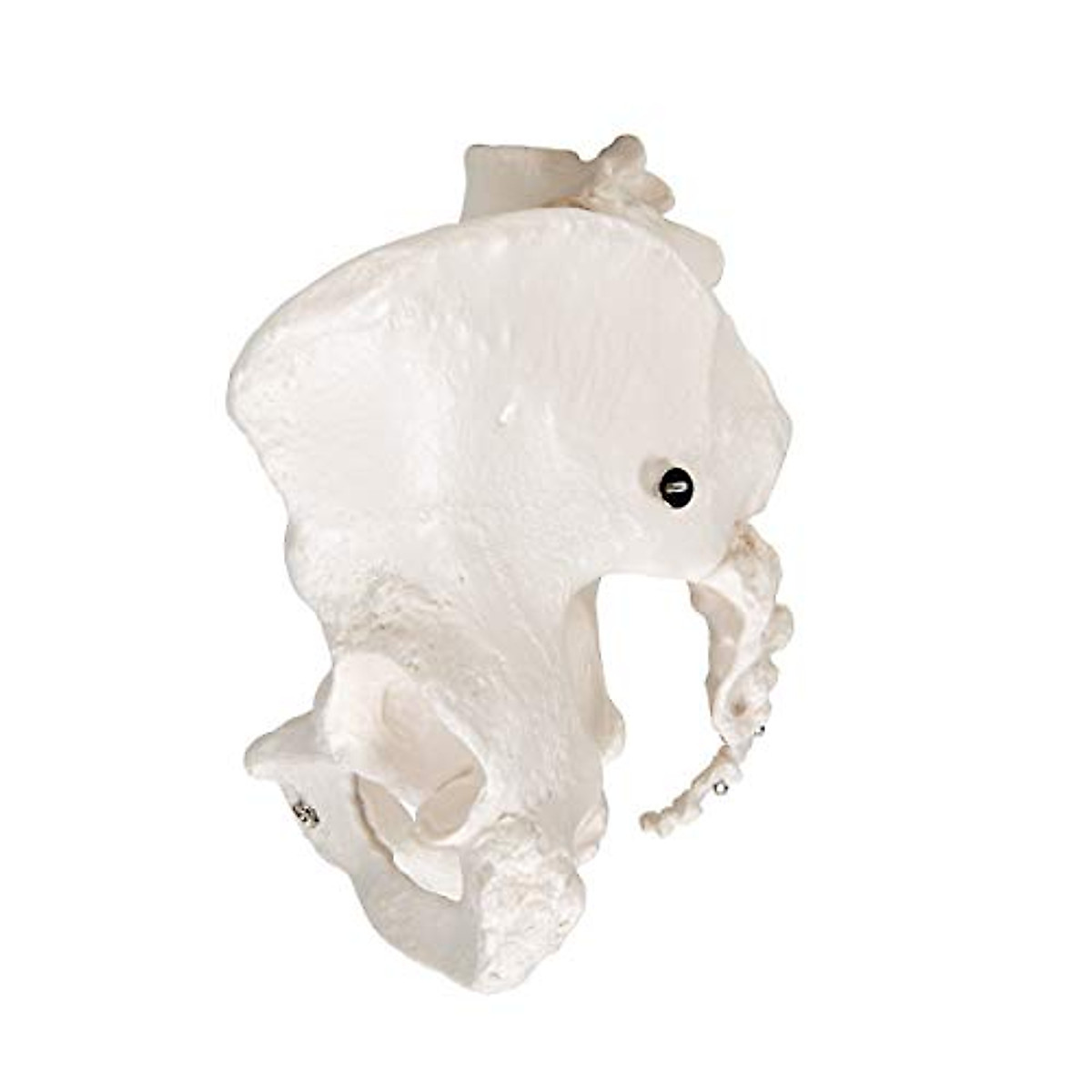 3B Scientific A61 Female Pelvic Skeleton - 3B Smart Anatomy