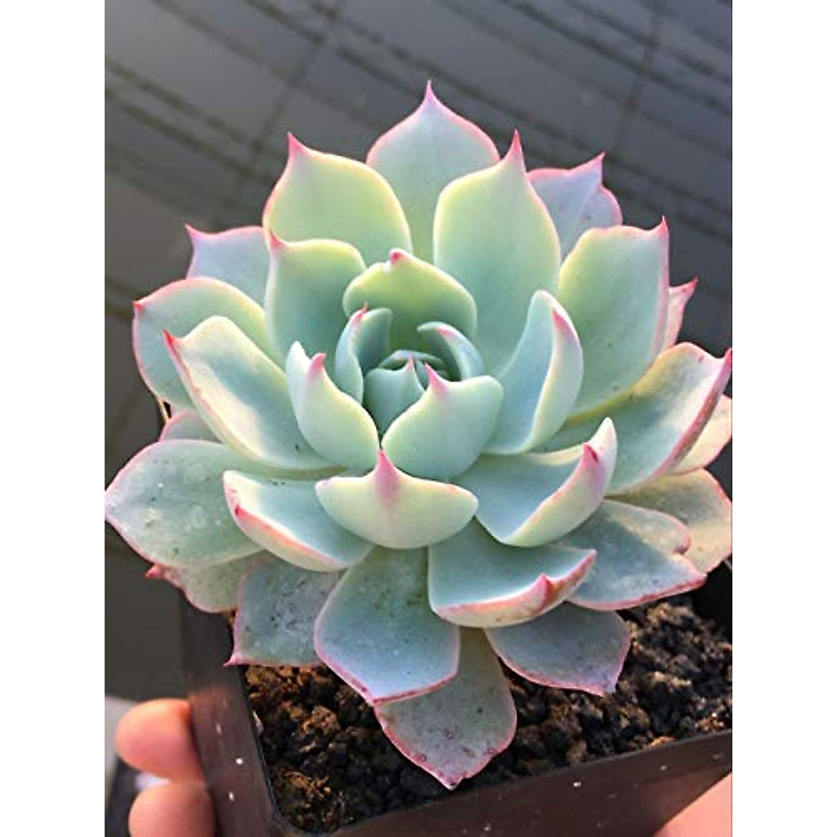 Seeds Of Strength Mixture 200+ Succulents Seeds Garden and Home Bonsai Flower Plant