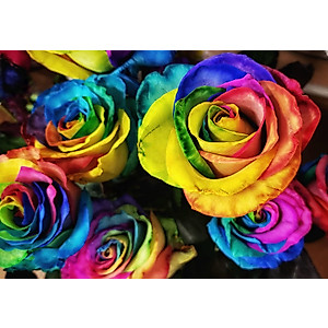 300+ Rare Multi Colorful Rainbow Rose Seeds for Planting Beautiful Rose Potted Plant for Home Garden