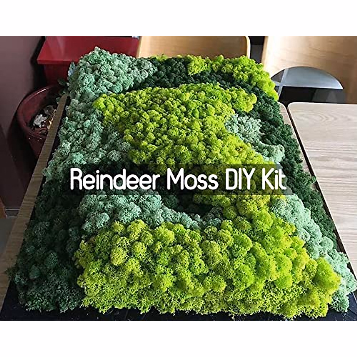 prefleur Preserved Reindeer Craft Moss Natural Green DIY Kit Terrariums Gardenning Art Wall Florist Decor Easter Table Decor Wedding Decor (3 OZ)(Green-02)