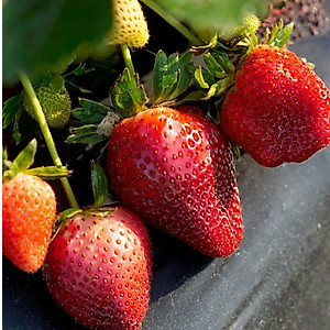 Mixed Fruit Seeds 1000+ Berry Seeds for Planting - Strawberry Raspberry Blueberry & Grape Seeds Fresh Fruit Seeds - Individually Packaged
