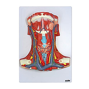 Axis Scientific Human Neck and Throat Anatomy Model | View Into Throat Showing Arteries, Veins, Muscles and Bones | Comes on Base with Product Manual