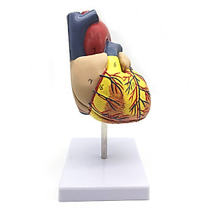 XINDAM 1: 1 Human Heart Model, Anatomically Accurate Heart Model Life Size Human Skeleton Anatomy for Science Classroom Study Display Teaching Medical Model