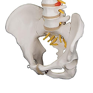 3B Scientific A58/1 Classic Flexible Spine male - 3B Smart Anatomy
