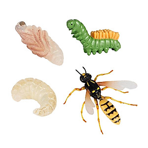 Colcolo 4Pieces Wasp Life Cycle Toy Figures Educational Children's Preschool Props