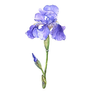 Ladybug Soap Company 5 Piece Set - Natural Travel Size Solid Perfume with Free Embroidered Cotton Bag - Phthalate Free - Rose Garden, Bee Balm, Violet Sandalwood, Gardenia, Tobacco White Santal