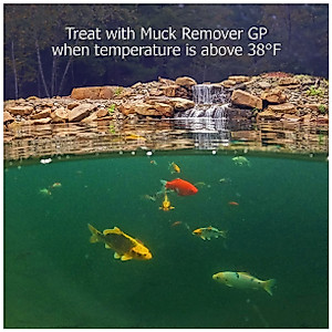 Muck Remover GP - 150 Pellets | Koi Pond Sludge Remover | Safe for Fish | Treats 5,000 Gallons up to 5 Months