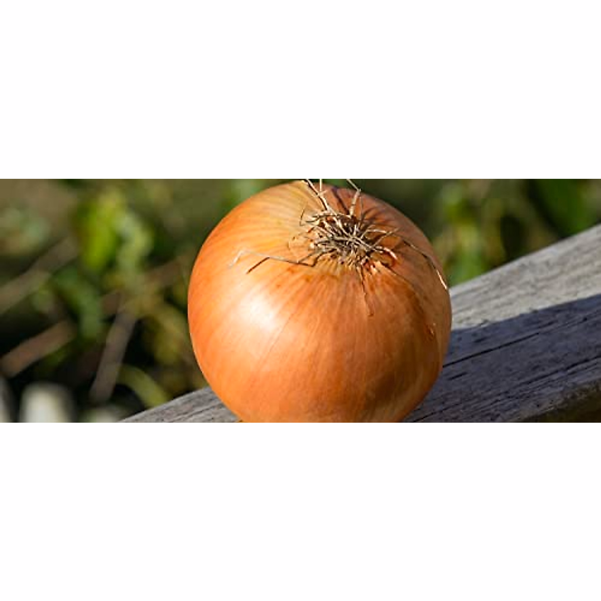 Gaea's Blessing Seeds - Onion Seeds - Non-GMO Heirloom Seeds with Easy to Follow Instructions (Walla Walla Sweet Onion) 93% Germination Rate