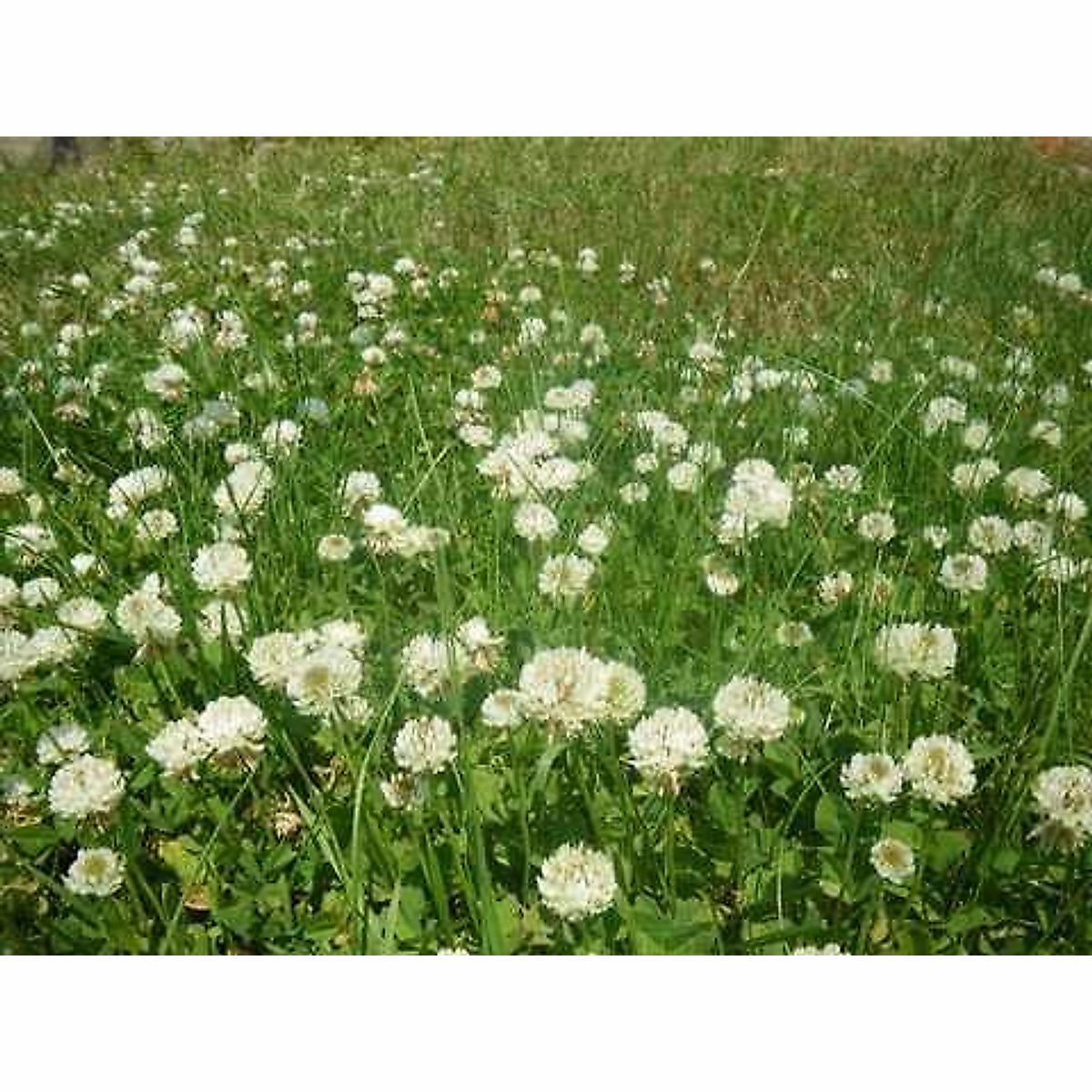 SeedRanch Nitro-Coated and Inoculated Seedranch White Dutch Clover Seeds - 5 Pounds