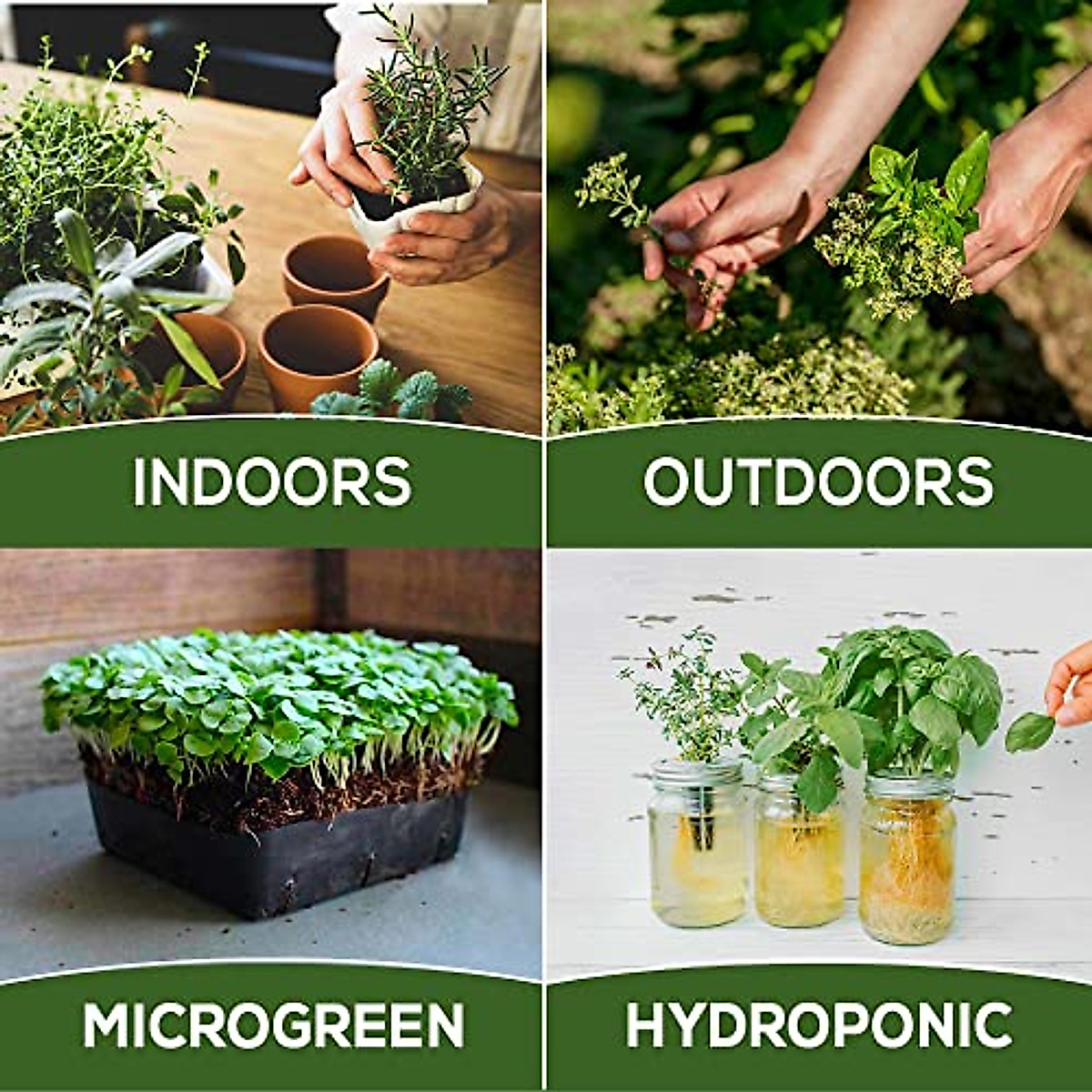 Medicinal and Tea Herb Seeds Collection - Over 4,500 Heirloom and Non GMO Garden Seeds for Planting Indoor, Outdoor & Hydroponic - Includes Basil, Lemon Balm, Chamomile, Lavender, and More