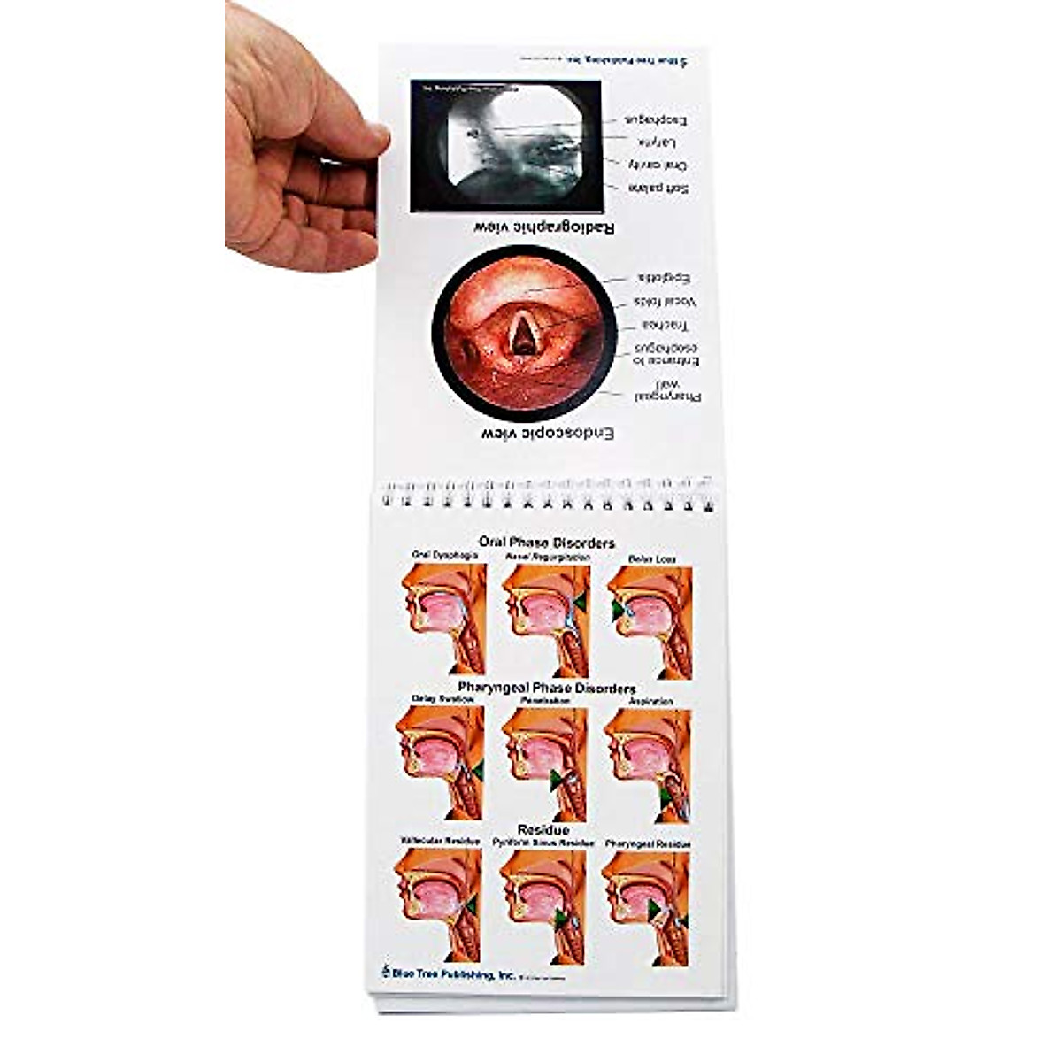 SLP Anatomy Flip Book Speech Language Pathology
