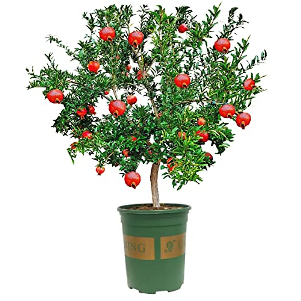 Pomegranate Live Tree Plant Seedling,14-17inch Height, Very Large Orange Red Fruit with Red Arils and Sweet Tart Juice Great for Home and Garden Yards Planting
