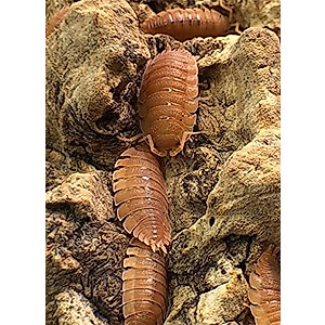 Bugzy Bugs Porcellio Orange Scabers Live Isopods Roly Polys Cleanup Crew for Terrarium Reptile Food 12 Count