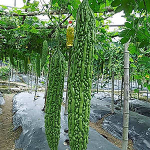 30 Bitter Gourd, Chinese Bitter Gourd, Calabaza Amarga, Bitter Cucumber, karela, Nigauri, Goya, Ku-Gua, Non-GMO Heirloom Seeds, Nutritious Vegetables-QAUZUY GARDEN