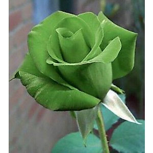 20+ Green Rose Rosa Flowers Seeds Bush Shrub Perennial Flower
