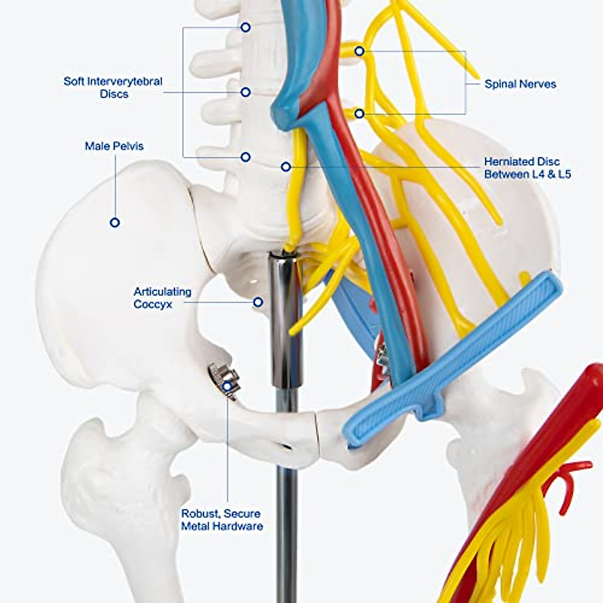 Human Skeleton Model for Anatomy, 33.5’’ Tall Medical Anatomical Skeleton with Removable Arms and Legs, Nerves Arteries Painted Muscle Insertion and Origin Points for Medical Study and Display