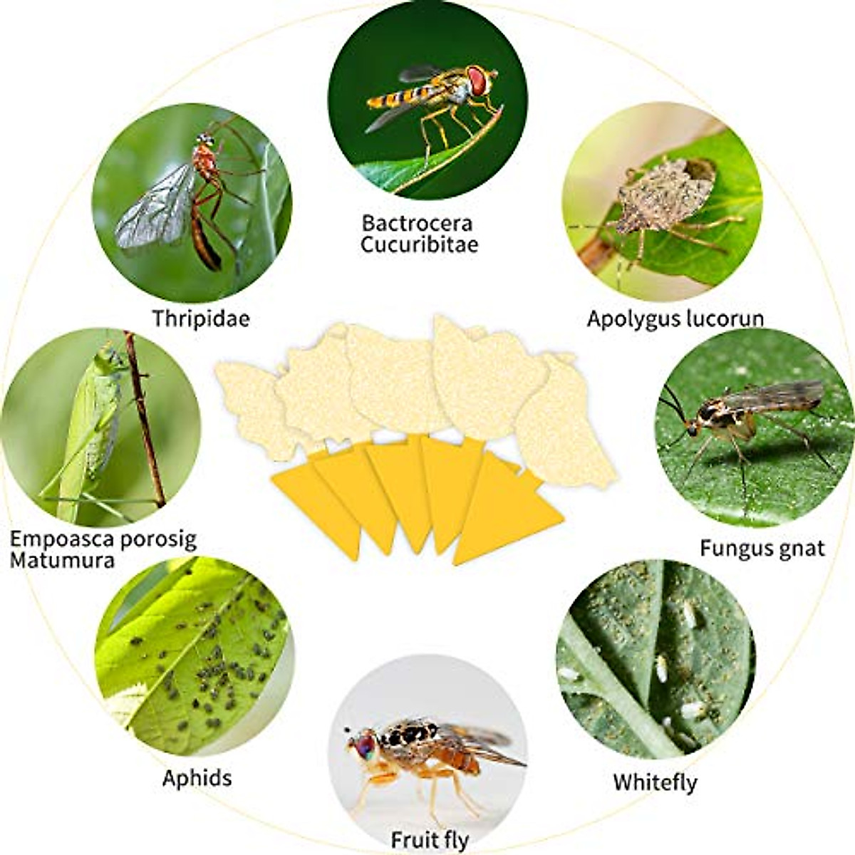 50 Pack Yellow Sticky Traps for Indoor Outdoor House Plant Flying Insect Catcher Like Fungus Gnats, Whiteflies, Aphids, Thrips, Other Flying Plant Insects