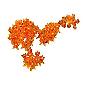 Butterfly Weed Seeds Orange Milkweed Milk Monarch Butterflies #213 (35 Seeds, or 1/4 Gram)