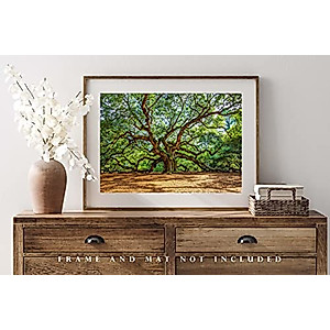 Nature Photography Print (Not Framed) Picture of Angel Oak Tree on Summer Day near Charleston South Carolina Southern Wall Art Lowcountry Decor (4" x 6")