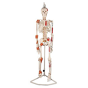 Ultrassist Human Skeleton Model, 33.5" Half Life Size Skeleton Replica with Spinal Nerves, Muscle Insertion and Origin Points, Includes Joint Ligaments for Human Anatomy Study, Hanging Style