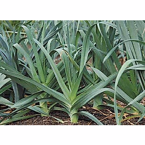 Large American Flag Leek Seeds for Planting, 500+ Heirloom Seeds Per Packet, (Isla's Garden Seeds), Non GMO Seeds, Botanical Name: Allium ampeloprasum, Great Home Garden Gift