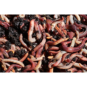 Brothers Worm Farm 1/2 Lb European Nightcrawlers Live Worms for Fishing & Composting (~150 Count). Larger Than Red Wigglers and Great Worms for Fishing, Composting, & Gardens