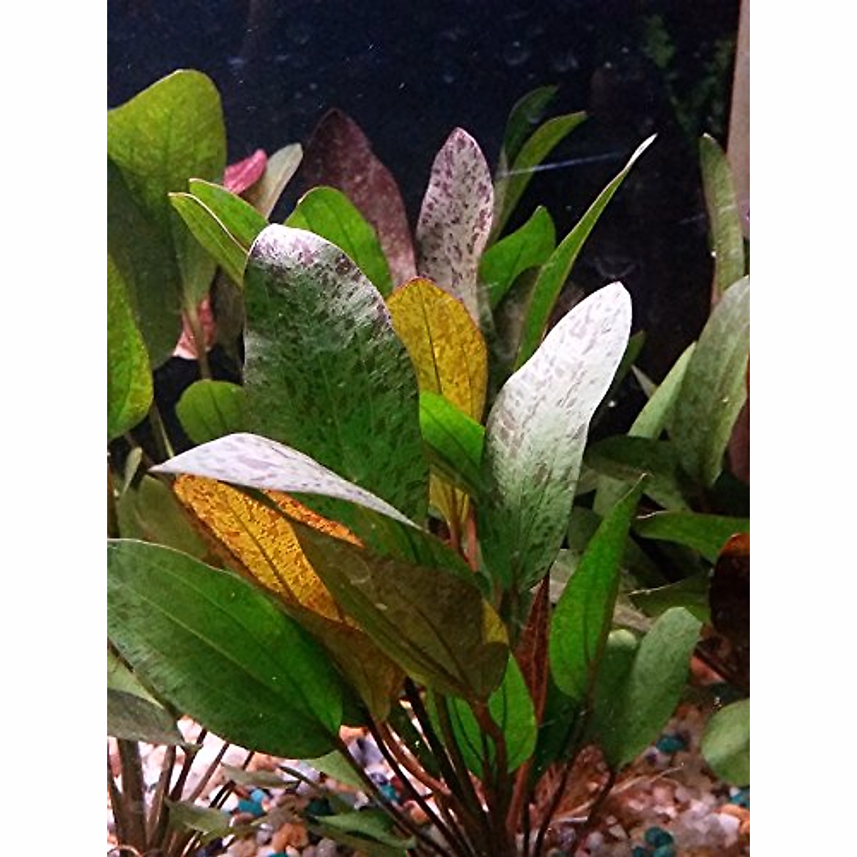 Red and Purple Plants Bundle - Red Flame Sword | Lobelia Cardinalis | Telanthera - Live Aquatic Plants