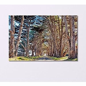 Tree Tunnel at California USA Canvas Print 3 Panels / 36x24 inches