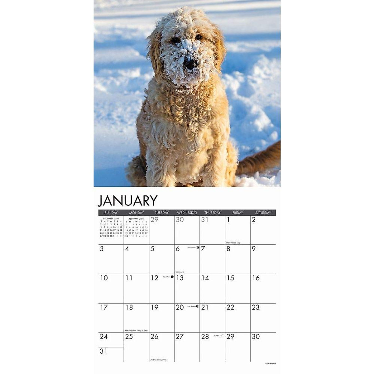 Just Goldendoodles 2021 Wall Calendar (Dog Breed Calendar)