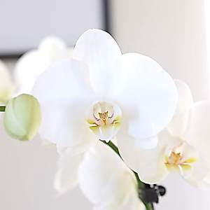 Just Add Ice JA5185 White Orchid in Matte Pink Pottery - Live Indoor Plant, Long-Lasting Flowers, Pink Décor, Easy Care, Gift for Mother's Day, Anniversay, Valentine's Day - 5" Diameter, 25" Tall