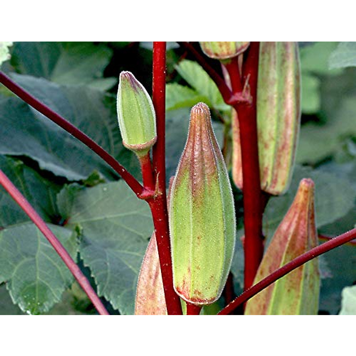 Hill Country Red Okra Seeds for Planting, 100+ Heirloom Seeds Per Packet, (Isla's Garden Seeds), Non GMO Seeds, Botanical Name: Abelmoschus esculentus, Great Home Garden Gift