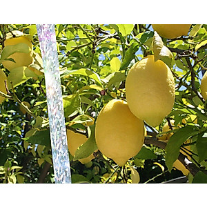 XoreArt Reflective Scare Tape, Double Sided Tape to Keep Away Birds, Pigeons, Crows, Woodpecker, and More (1” by 298 ft)