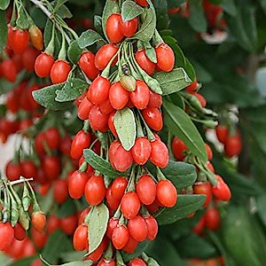 Goji Berry Seeds to Grow - 10 Seeds - Grow an Exotic Fruit Bearing Tree - So Fun. Mustr Try!
