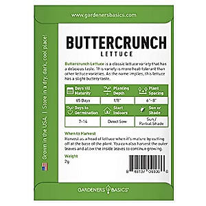 2000+ Buttercrunch Lettuce Seeds for Planting - Butterhead Boston Bibb Heirloom, Non-GMO Vegetable Variety- 2 Grams Seeds Great for Spring, Summer, Winter Garden and Hydroponics by Gardeners Basics