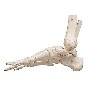3B Scientific A31 Foot Skeleton w/portions of Tibia-Fibula - 3B Smart Anatomy