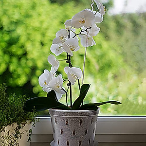 Lanccona Orchid Pot, 7 Inch 8 Pack Orchid Pots with Holes and Saucers, Clear Plastic Plant Pot Indoor