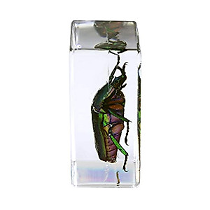 Celestron – Real 3D Bugs in Clear Resin – 4pc Set Includes Wasp, Ant, Chafer, and Beetle Specimens – Perfect for Science Eduction and Classroom – Use with Digital and Stereo Microscopes