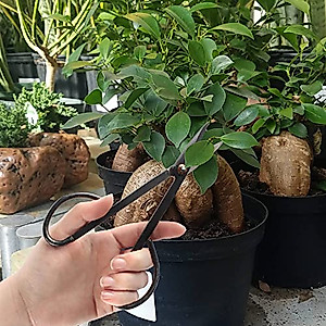 BambooMN 7.2" Black Bonsai Trimming Shear - 1 Piece