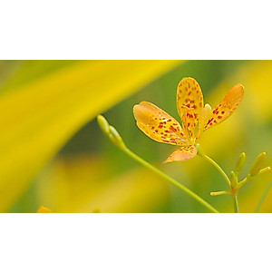 Nature DVD -Tropical Gardens and Orchids and Butterflies - with Music and Nature Sounds 2016