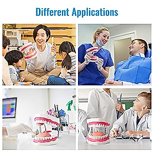 Annhua Large Anatonmical Teeth Model 6 Times Dental Hygiene Teeth Models, Dentist Teaching Oral Care Model with Detachable Tongue and Denture Toothbrush