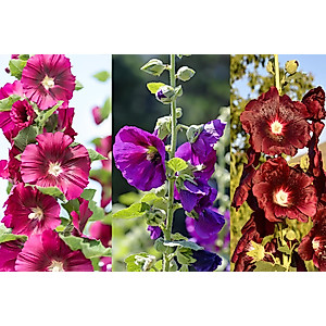 700+ Hollyhock Seeds for Planting (Alcea rosea) Perennial Flower Seeds Non GMO Heirloom Dark Red Red Pink Yellow and Orange Hollyhock Flower