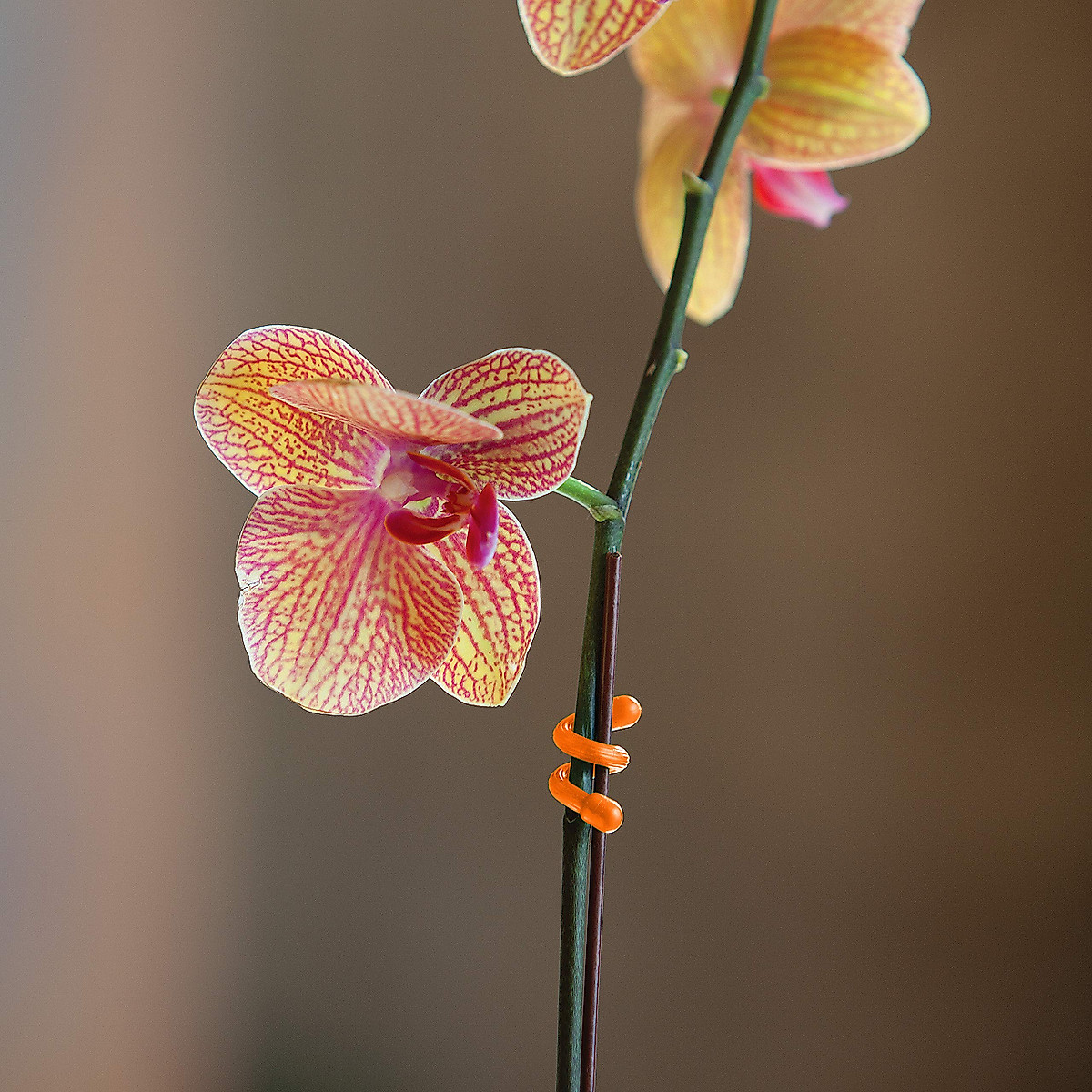 Nite Ize GT3-4PK-31 Original Gear Reusable Rubber Twist Tie 3", 4-Pack, Bright Orange, 4 Count