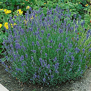 Outsidepride Lavandula Angustifolia Lavender Munstead Fragrant Herb Garden Plant Seed - 2000 Seeds