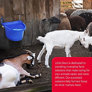 Little Giant FW16BLUE 4 Gal Auto Float Controlled Waterer Livestock (2 Pack)