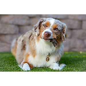 Scout & Zoe's Lamb Green Tripe Dog Treats - All-Natural, Omega-3 Boosting and Digestive-Enzyme Rich Green Tripe for Dogs Dental Health & Immune Support - Made in The USA, 3oz.